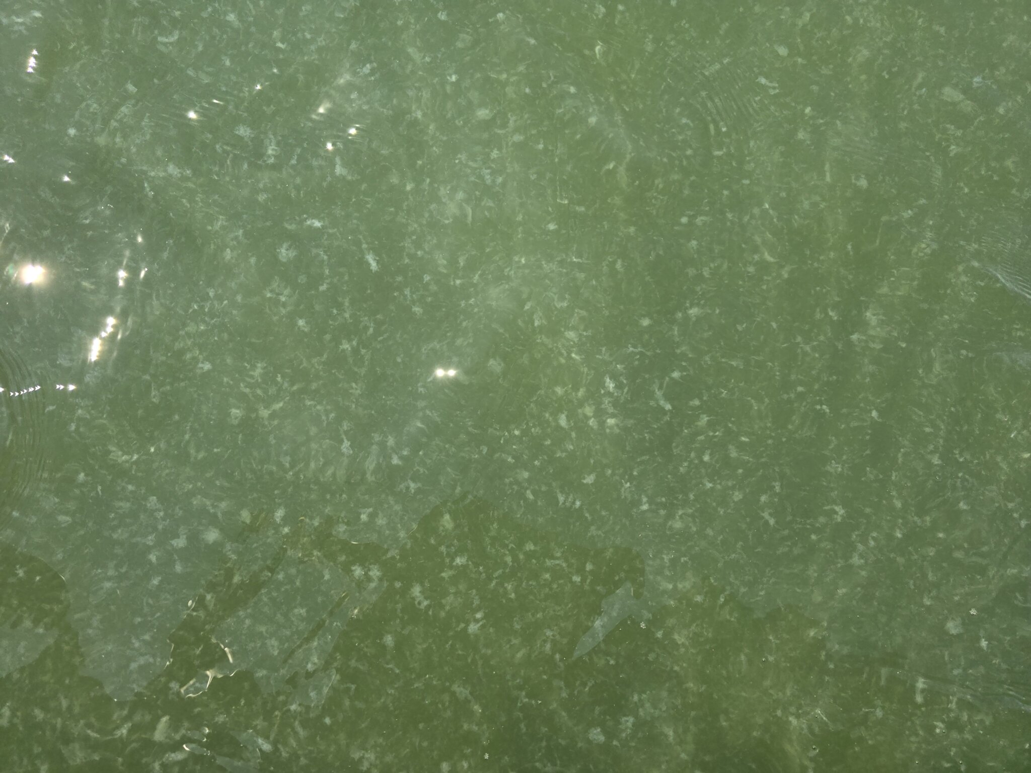 Centerville Lake Alum Treatment | Rice Creek Watershed District
